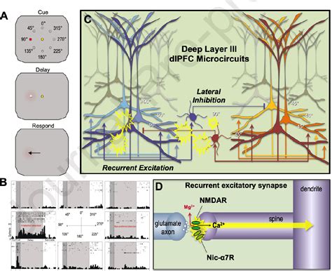 Figure From Guanfacines Mechanism Of Action In Treating Prefrontal Cortical Disorders