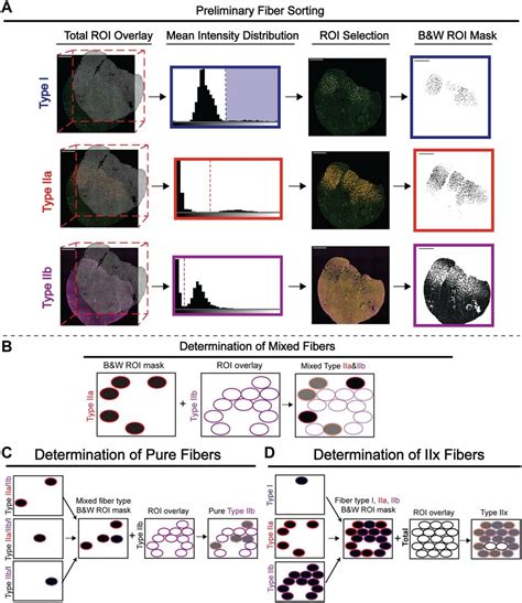 Method For Extracting Fiber Type Data From Myosoft Measurements A Download Scientific Diagram