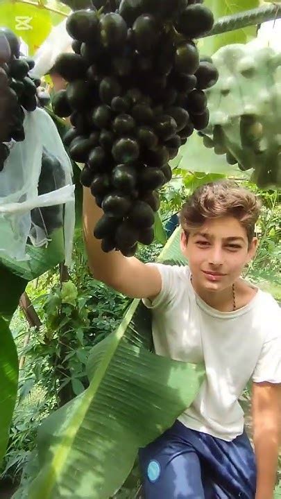 ჩვენი ხეივნის ვაზების შედეგი Youtube