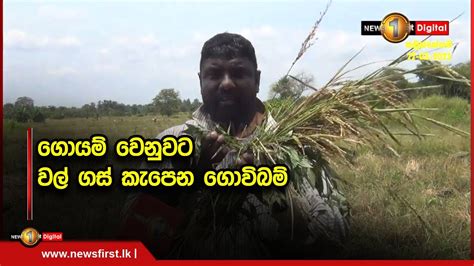 ගොයම් වෙනුවට වල් ගස් කැපෙන ගොවිබම් Youtube