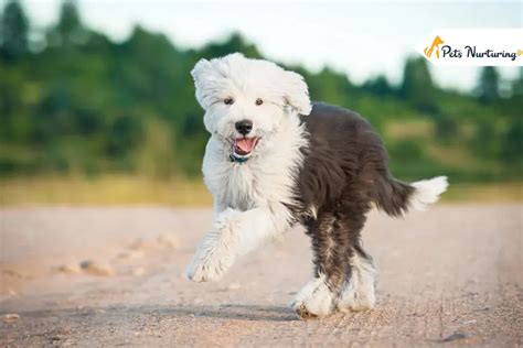 Full Grown Sheepadoodles