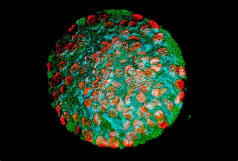 Protoplast Stock Illustration Illustration Of Scanning 27185543