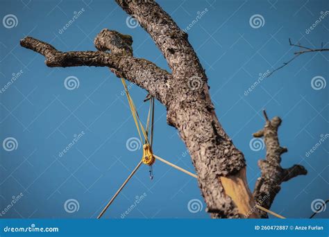 Small Aluminium Pulley For Arborist To Harness Tree Trunks Being Cut