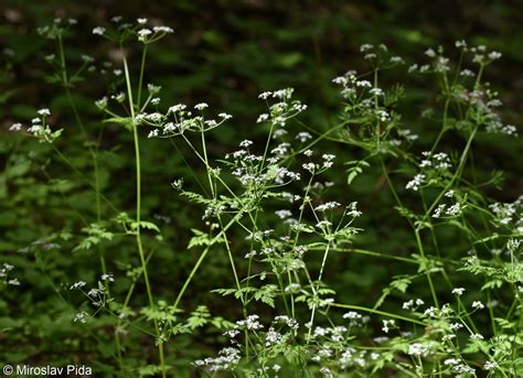 Anthriscus Cerefolium • Floravegeu