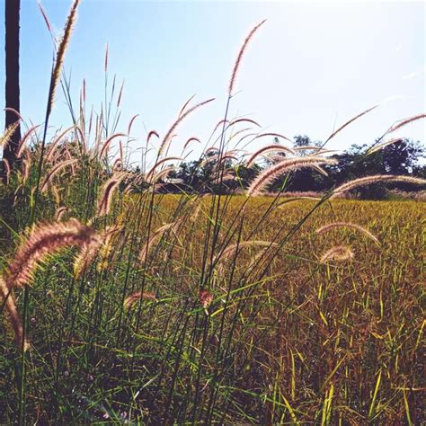 Page 53 Tang Grass Images Free Download On Freepik