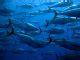 Atlantic Bluefin Tuna Facts Habitat Diet Conservation And More