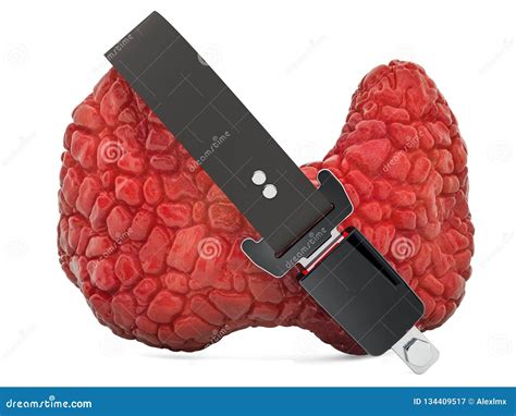 Human Thyroid With Safety Belt Protect Concept 3d Rendering Stock