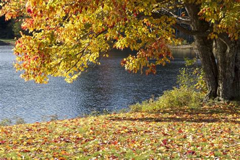 Imagen Gratis Temporada De Otoño Lago árboles Agua Caída Follaje