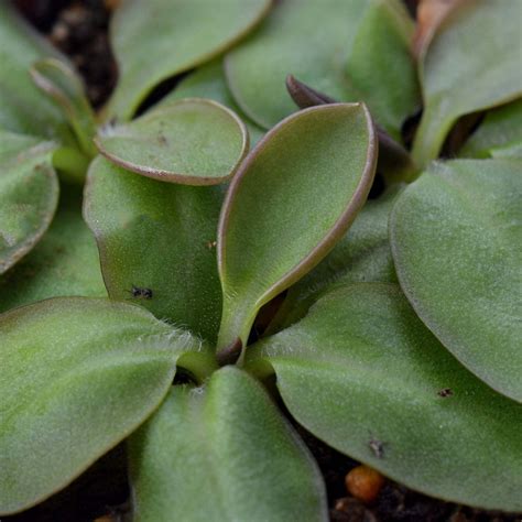 Pinguicula Parvifolia Diflora