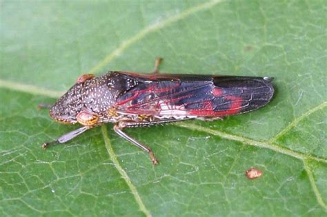 How To Identify And Manage Glassy Winged Sharpshooters Reportwire