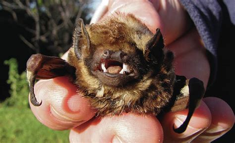 Wind Turbine Threats To Rare Bats Are Debated Honolulu Star Advertiser