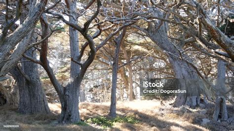 숲속의 뒤틀린 나무들 신비한 마른 나무 이끼 소나무 사이프러스 숲 0명에 대한 스톡 사진 및 기타 이미지 0명 가리기