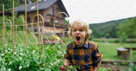 채소밭에서 무를 들고 있는 작은 소년 지속 가능한 라이프스타일 개념 사진 Unsplash의 바깥 이미지