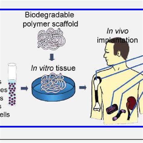Cell Encapsulation Cells Can Be Protected With Materials Download Scientific Diagram