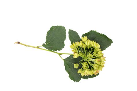 녹색 잎과 과일이있는 Physocarpus 관목의 가지로 흰색 배경에 고립되어 있습니다 0명에 대한 스톡 사진 및 기타 이미지