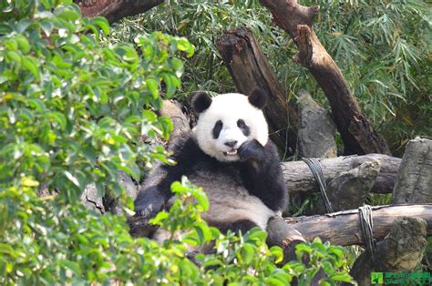 Yuan Zai To Leave The Nest Icrt Blog