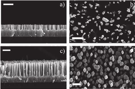 a Side view scale bar μ m and c top view scale bar μ m Download Scientific