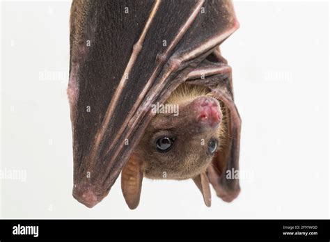 Indonesian Short Nosed Fruit Bat Cynopterus Titthaecheilus Isolated On
