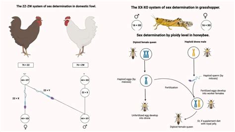 Genetic Engineering Definition Tools Steps Advantages