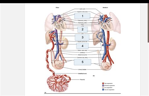 Fetal Vs Newborn Circulation Diagram Quizlet