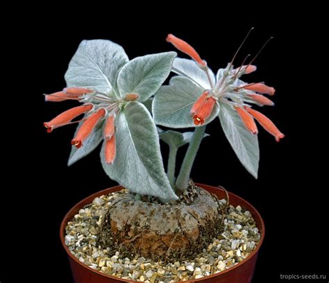 Sinningia leucotricha - Синнингия Беловолосая: купить 10 семян с ...
