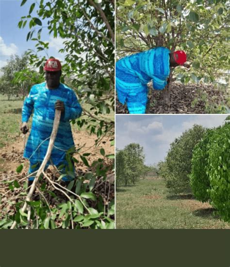 After Presidential Election Former Senate President Anyim Returns To Farm