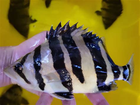 熱帯魚店 アクアショップ ビリーケンaquashop Billy Ken ダトニオ 大阪｜鶴橋｜日本 38