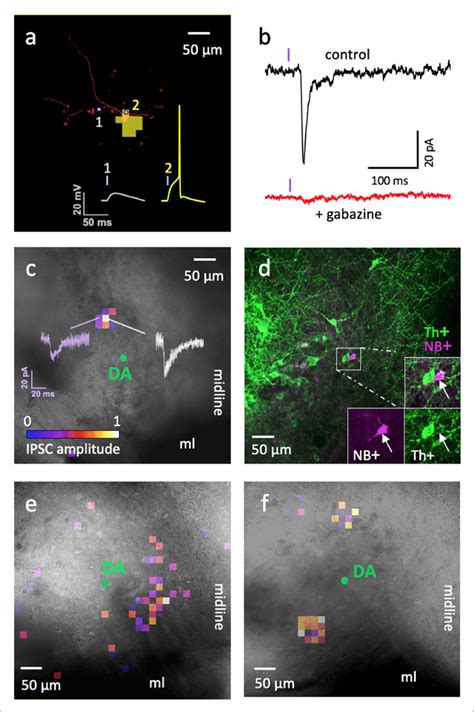 Optogenetic Circuit Mapping A Single Vta Da Neuron Can Be Inhibited By