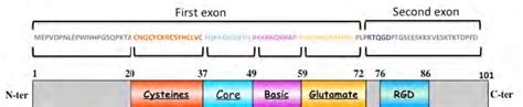 Organization Of HIV 1 Tat Protein Primary Amino Acids Sequence And