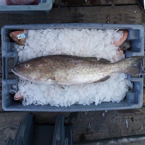 Fresh Gag Grouper Sourced From Florida Shipped Nationwide