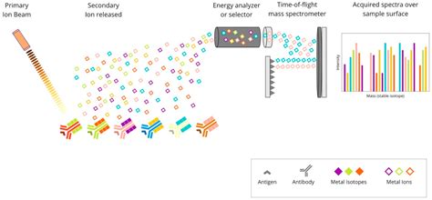 Multiplex Immunohistochemistry Immunofluorescence Mihc If Techniques Encyclopedia Mdpi