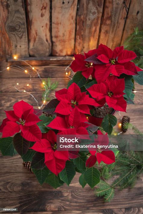 전나무 나무 가지 원두와 나무 배경에 화분 크리스마스 빨간 Poinsettia 크리스마스에 대한 스톡 사진 및 기타 이미지