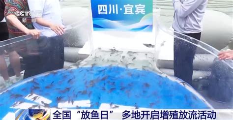 人工培育长江鲟亲本放流：自然繁殖是物种保护最终目标