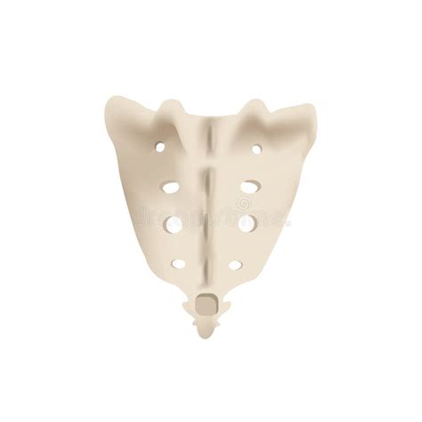 The Structure Of The Aitch Bone Vector Illustration On Isolated