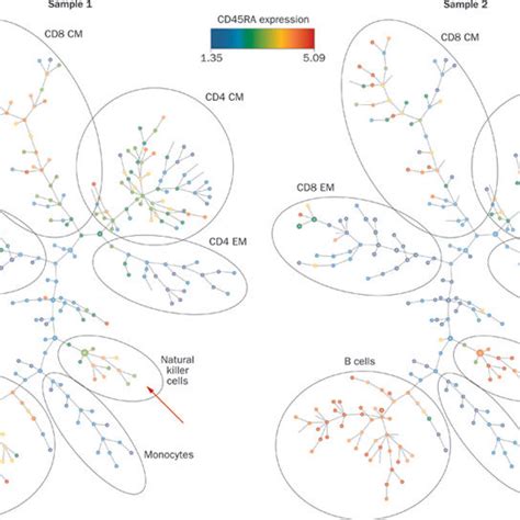 Example Of A Spade Representation Of Cytof Data From Analysis Of