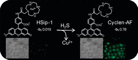 Development Of A Highly Selective Fluorescence Probe For Hydrogen Sulfide Journal Of The