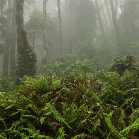 Fog And Fern Fragrance Oil Candlescience