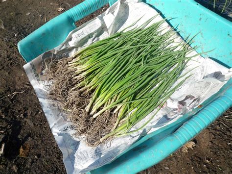 玉ねぎ苗最終植付 植替え含む 工作工房製作奮闘記