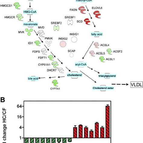 Gene Expression Analysis Of The Fatty Acid Metabolism Pathways