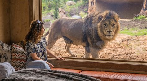 Lion Lodges Open At West Midland Safari Park