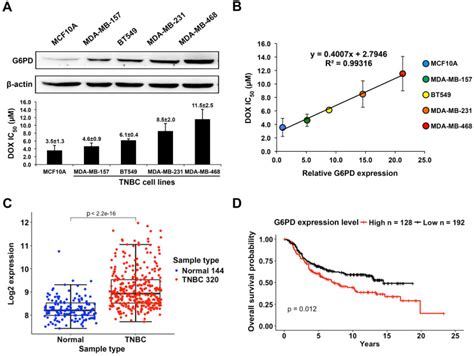 High Expression Of G6pd Increases Doxorubicin Resistance In Triple