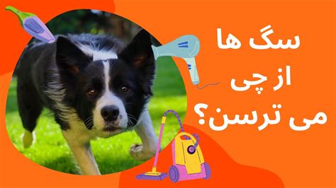 سگ ها از چه چیزهایی می ترسند؟ عوامل ایجاد ترس در سگ ها چرا سگ ها می