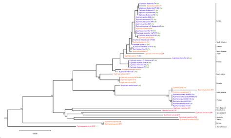 phylogenetic relationships inferred from nrdna sequences for global