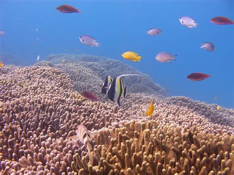 透明度抜群の慶良間の海で熱帯魚を観察しよう熱帯魚に出会えるアクティビティ人気ツアーをご紹介 慶良間ツアーズ