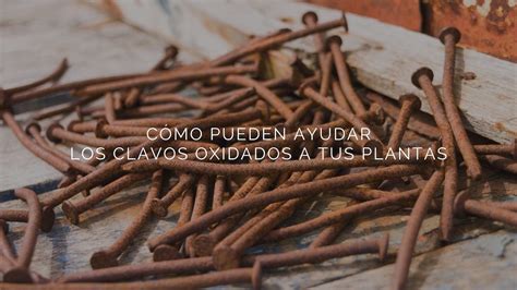 Cómo Pueden Ayudar Los Clavos Oxidados A Tus Plantas