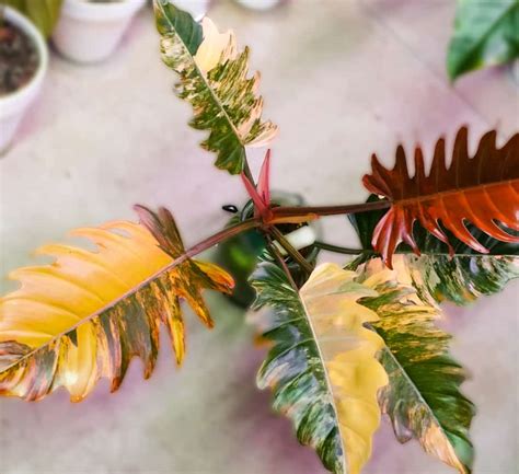 Philodendron Caramel Marble - Price, Rarity and Trends