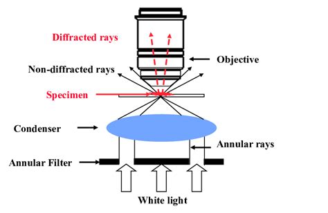 Principle Of Dark Field Microscopy Download Scientific Diagram