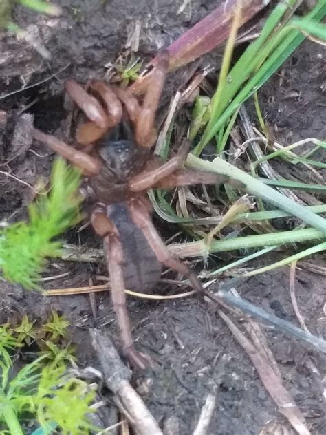 Mygalomorphs From Moskva Tj Kl Tj On May 3 2024 At 06 20 Pm By