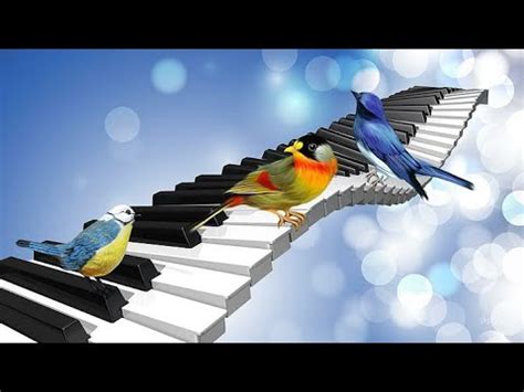 Relaxing Piano Music And Birds Sounds YouTube
