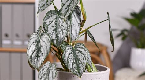 59 Philodendron Types With Pictures And Care Guide Golden Spike Company